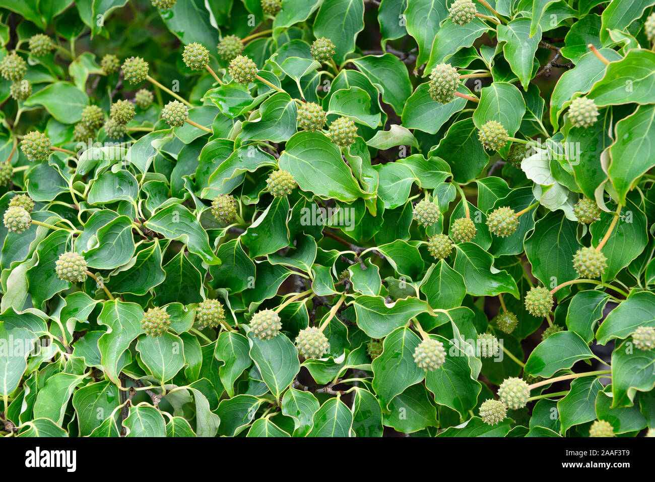 Cornus kousa chinensis Banque de photographies et d’images à haute ...