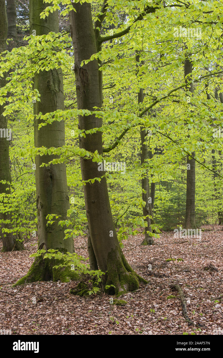 Dammer berge Banque de photographies et d’images à haute résolution - Alamy
