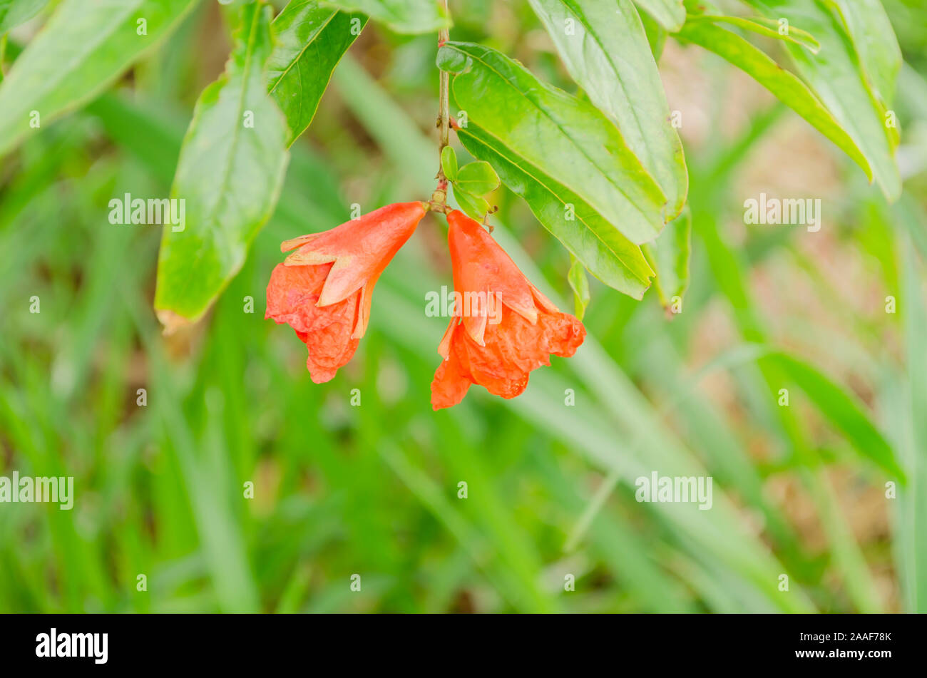 Grenadier punica granatum arbres verger de fleurs Banque de ...