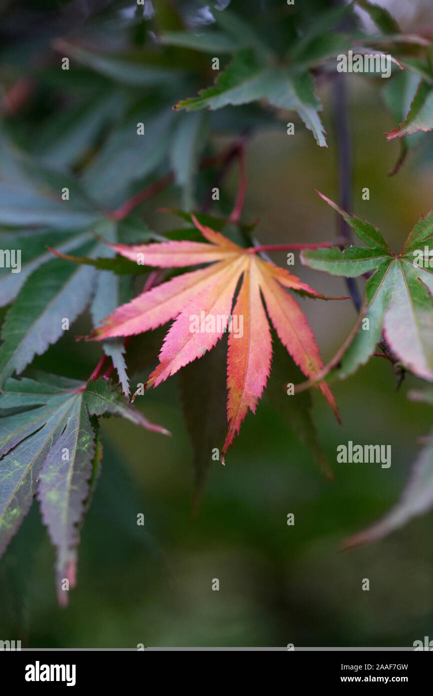Acer palmatum edna bergman Banque de photographies et d’images à haute ...