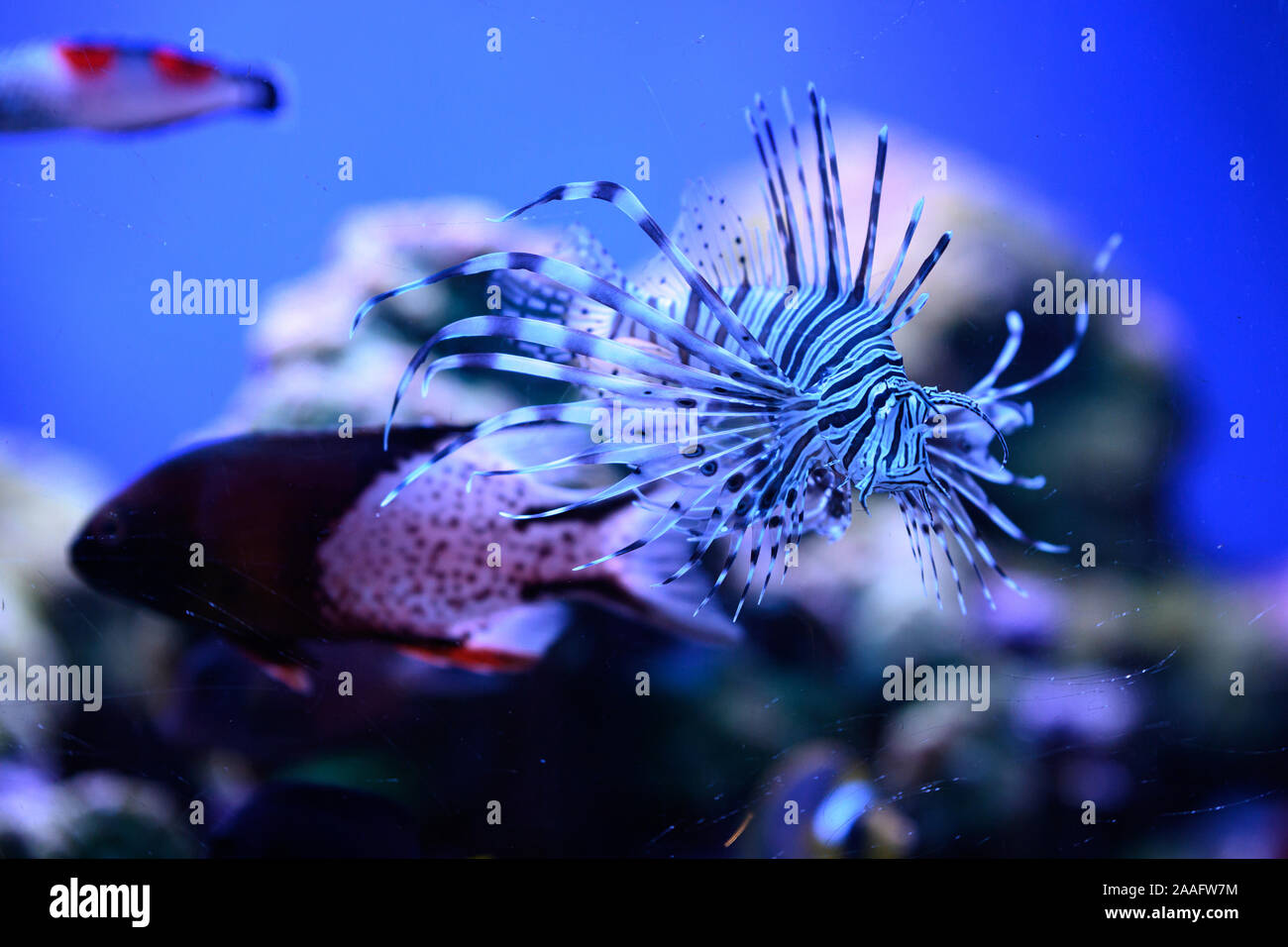 Beaux poissons exotiques nageant dans la Mer Rouge d'Eilat en Israël ...