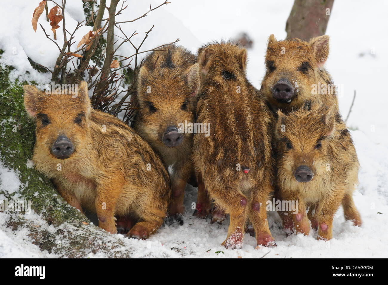 Wildschweine im hiver Banque de photographies et d’images à haute ...