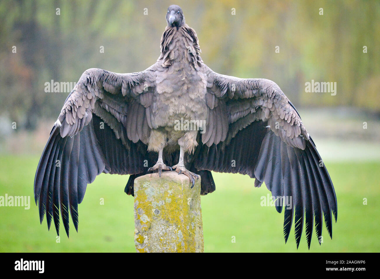 Un jeune Condor des Andes se trouve sur un poste en entre vols d ...