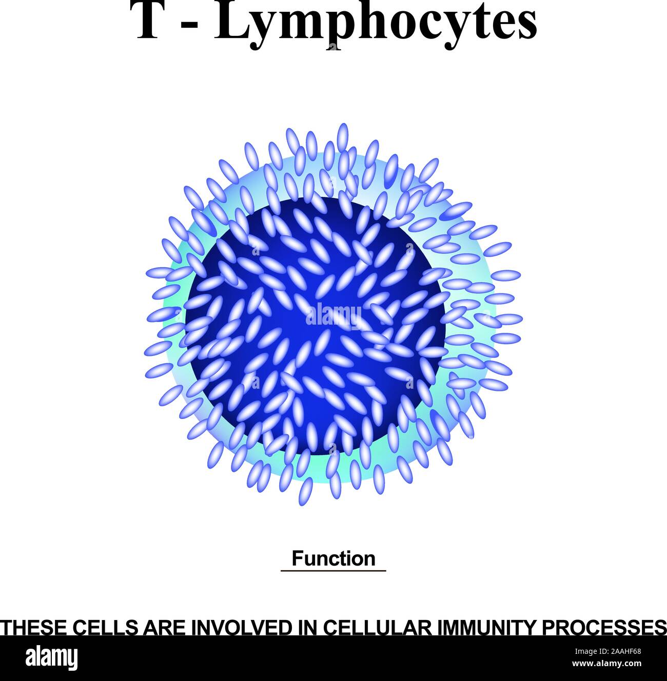 Les lymphocytes T structure. Les fonctions des lymphocytes T. Les ...