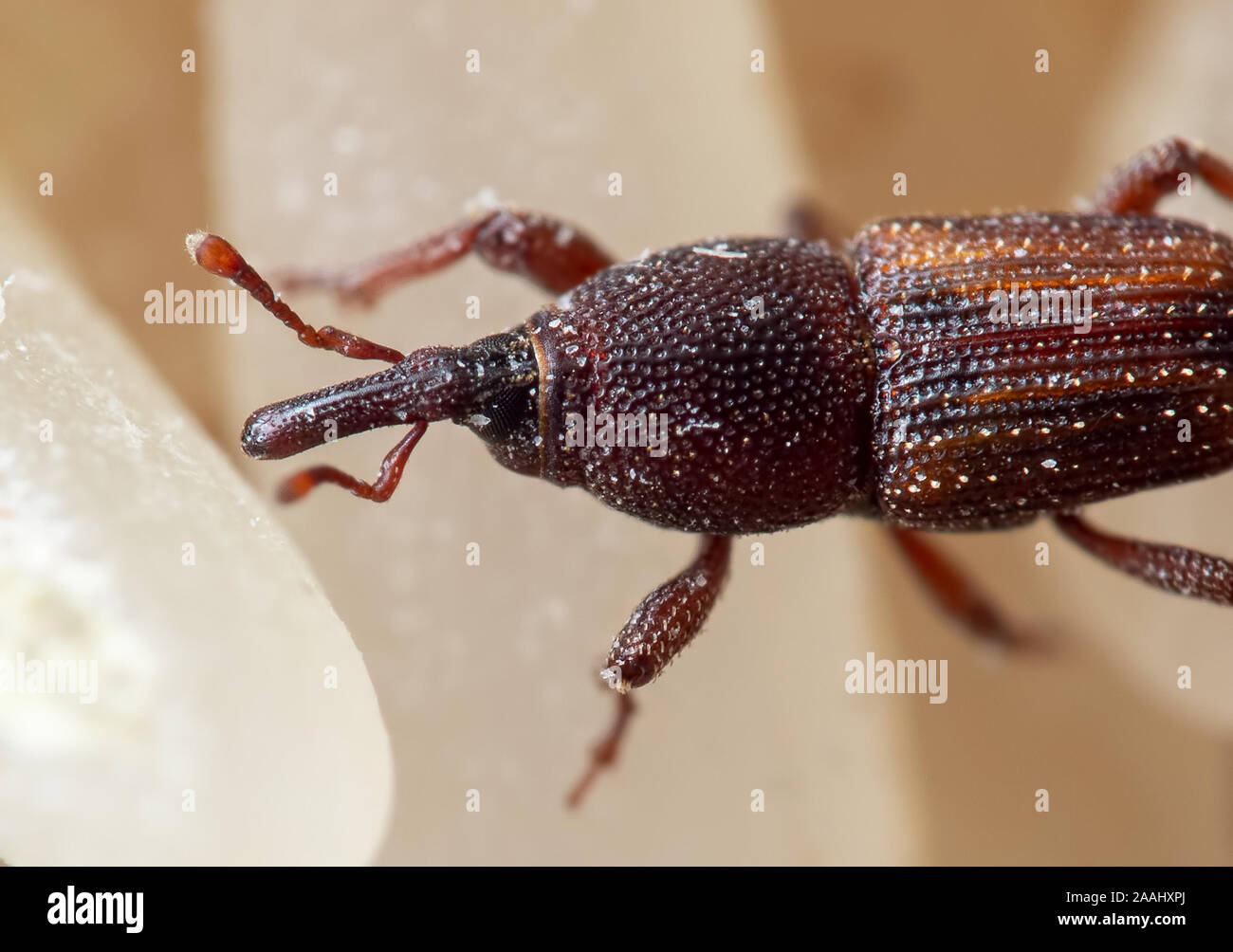 Sitophilus zeamais Banque de photographies et d’images à haute ...