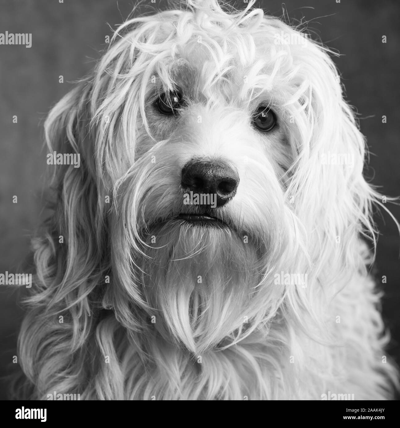 Black goldendoodle Banque d'images noir et blanc - Alamy