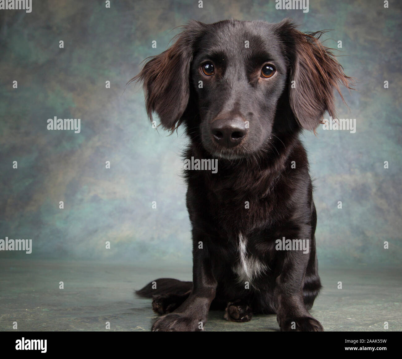Portrait de chien mignon Banque de photographies et d’images à haute ...