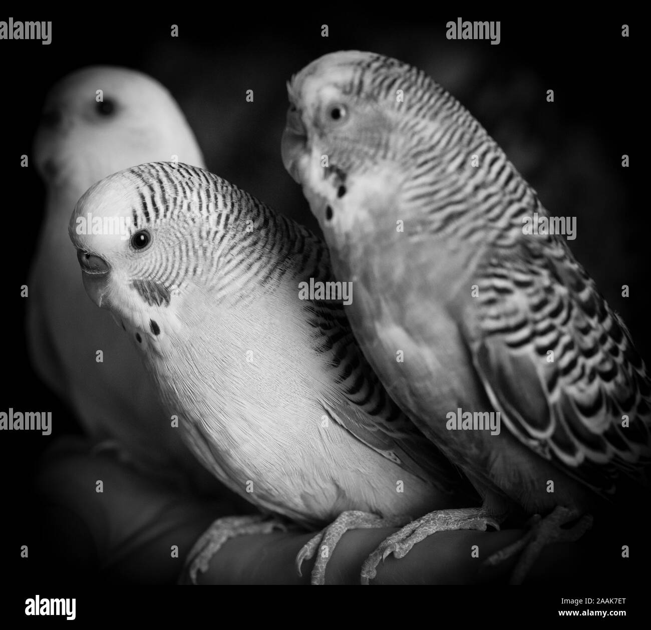 Animaux de compagnie Banque d'images noir et blanc - Alamy