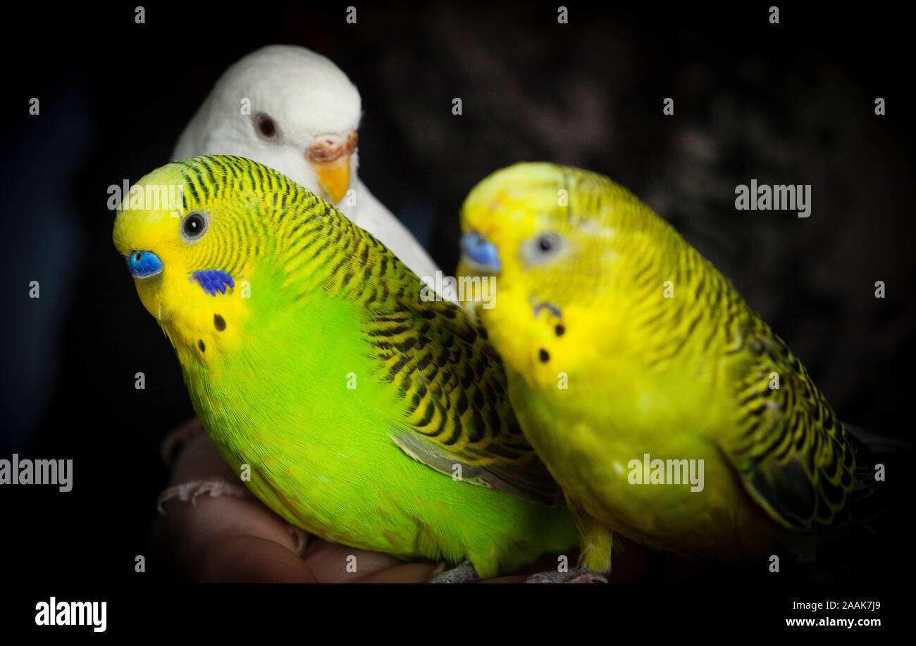 Perruche vert jaune Banque de photographies et d’images à haute ...