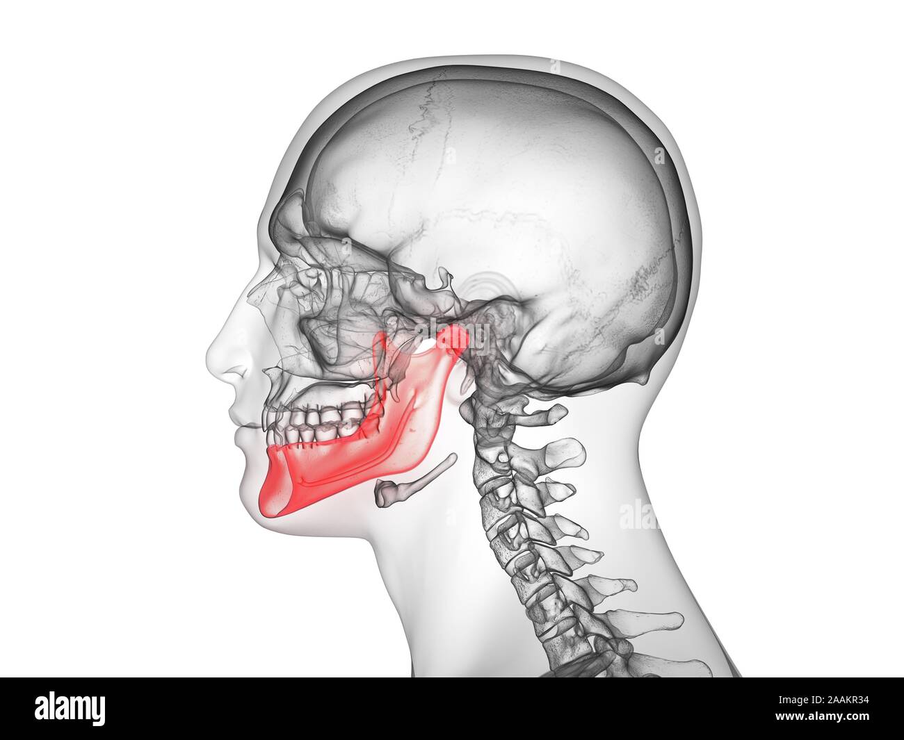 Temporomandibular joint mandibular joint Banque de photographies et d ...