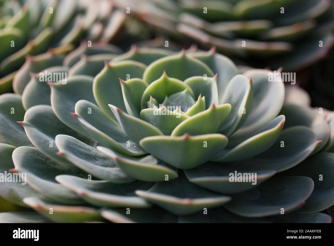 Echeveria glauca Banque de photographies et d’images à haute résolution - Alamy