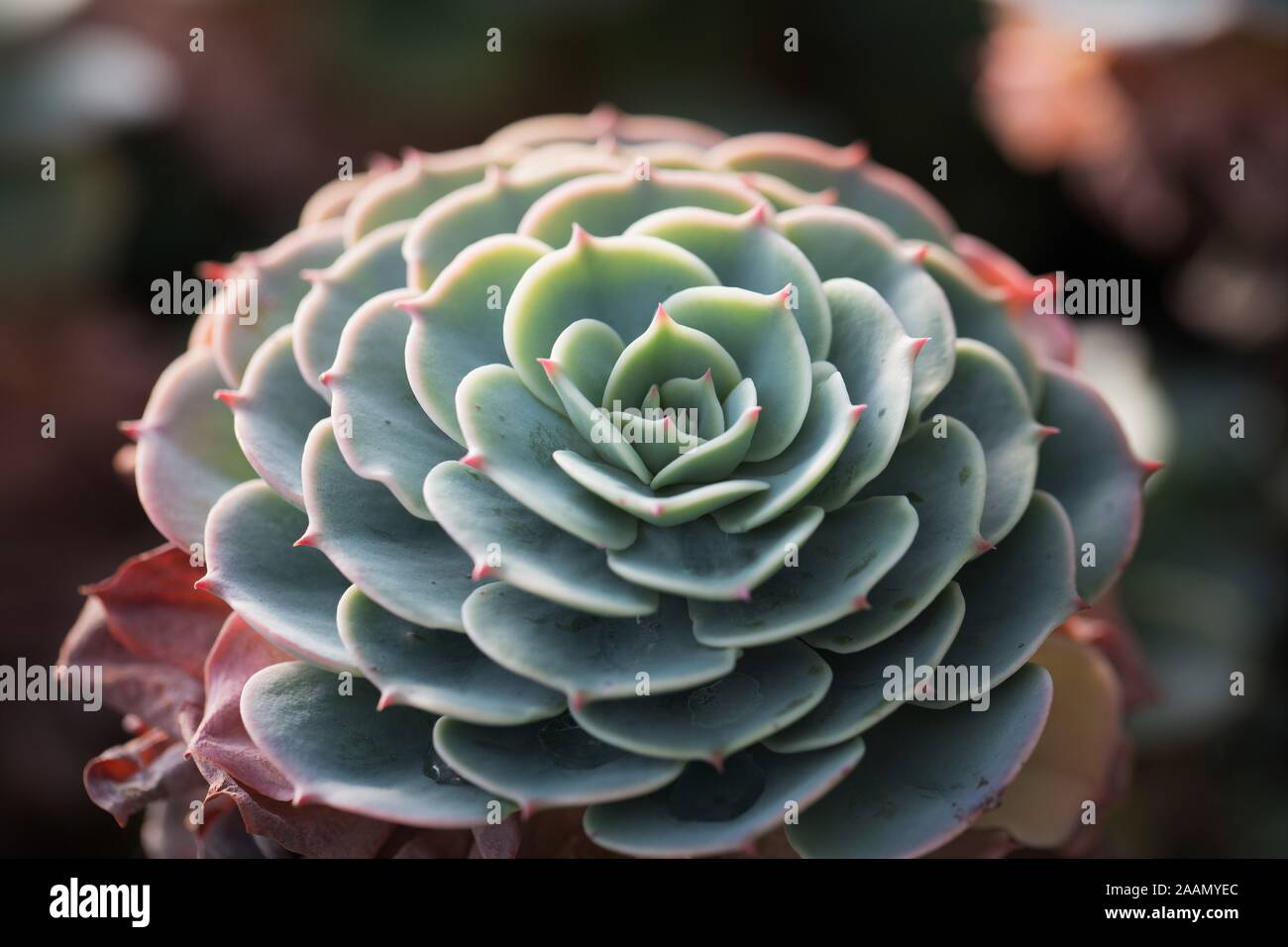 Echeveria glauca Banque de photographies et d’images à haute résolution - Alamy