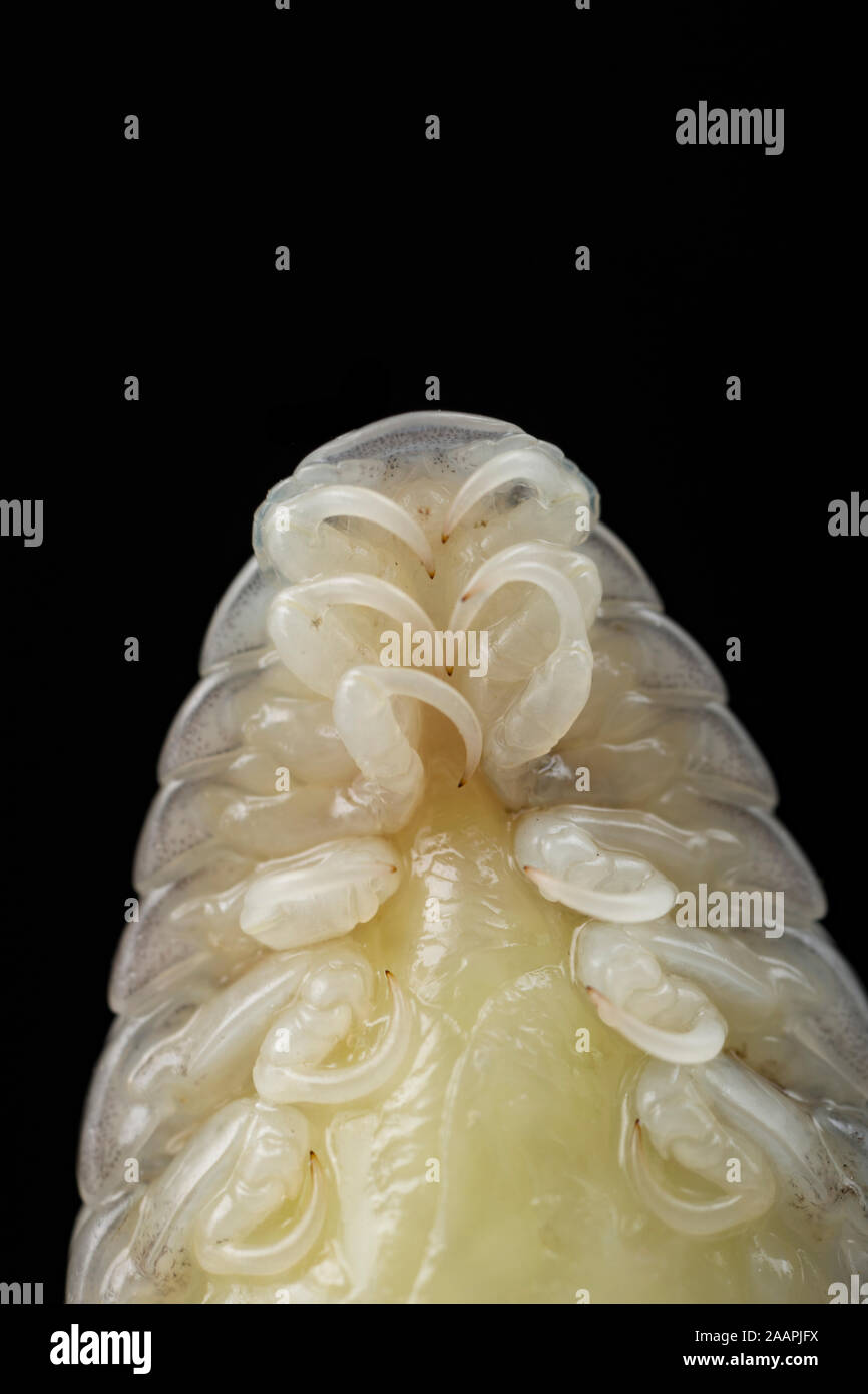 Isopode de poisson parasite Banque de photographies et d’images à haute ...