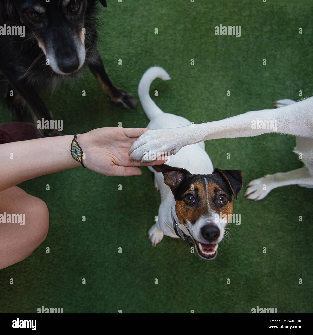 Canine humaine Banque de photographies et d’images à haute résolution ...