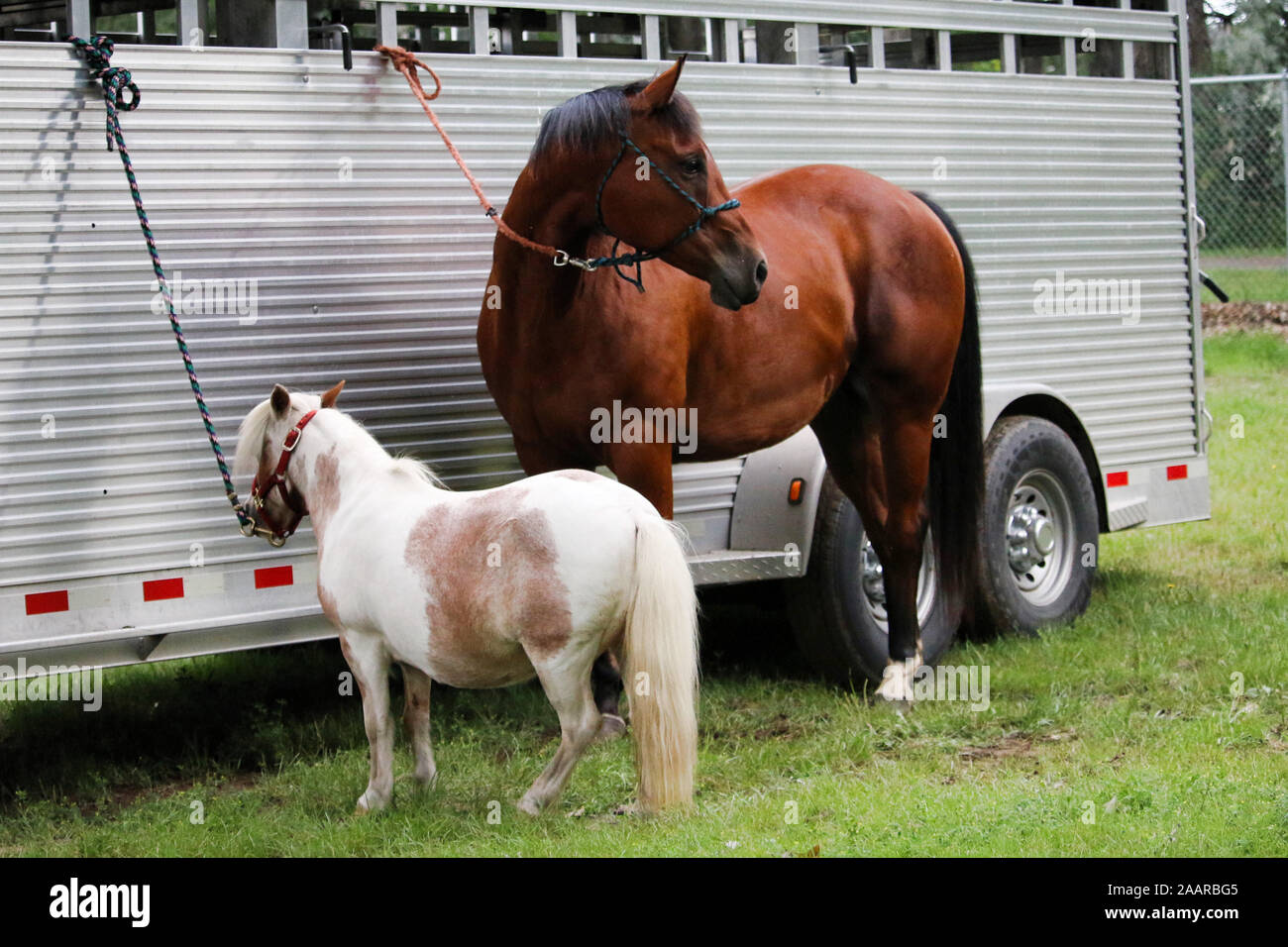 Miniature pony riding Banque de photographies et d’images à haute ...