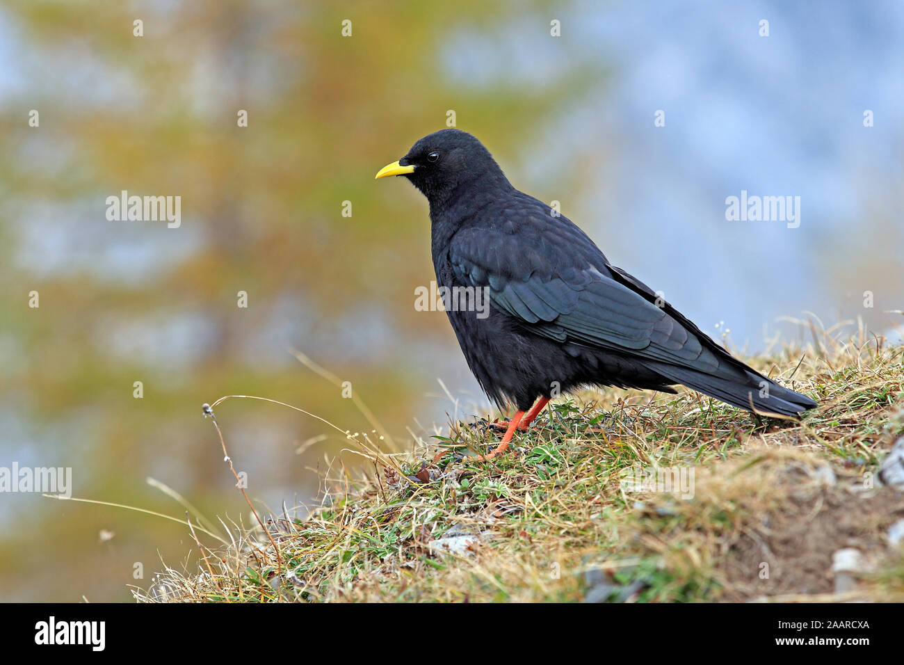 Alpendohle pyrrhocorax graculus Banque de photographies et d’images à ...