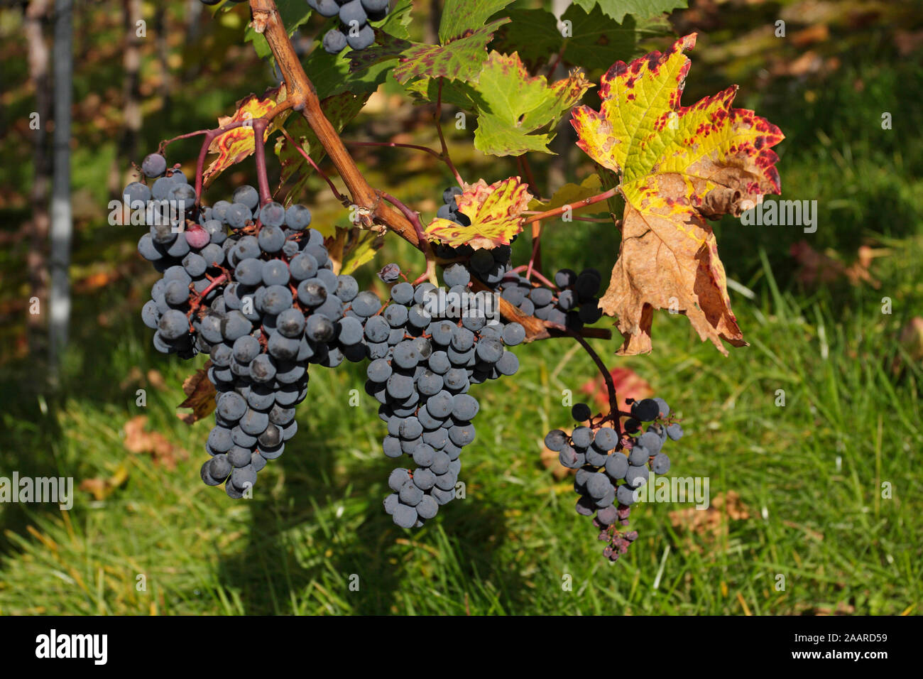 Trauben im herbst Banque de photographies et d’images à haute ...