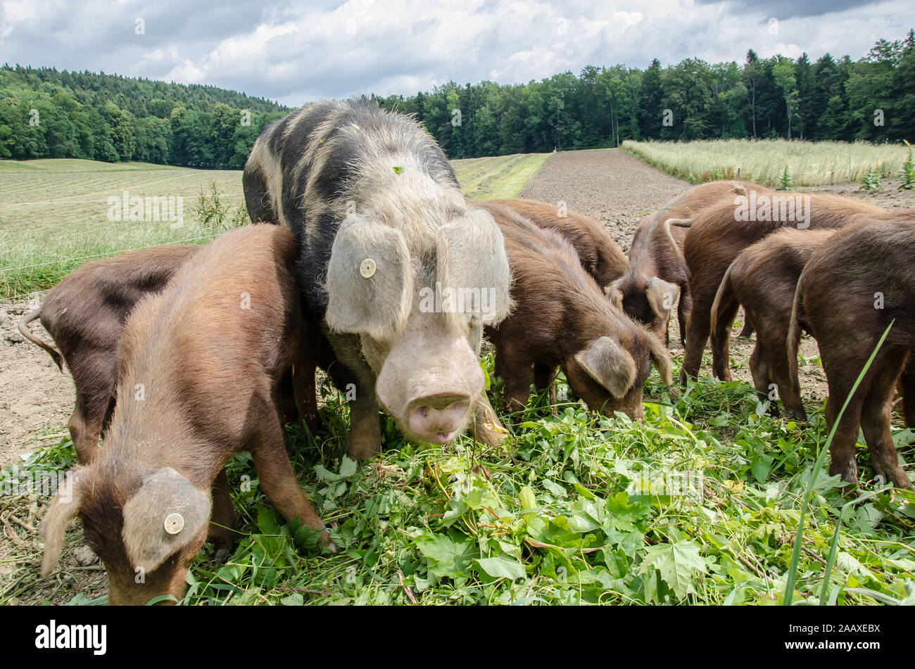 Porc Duroc est une ancienne race de porc domestique. La race a été développé aux États-Unis et ...