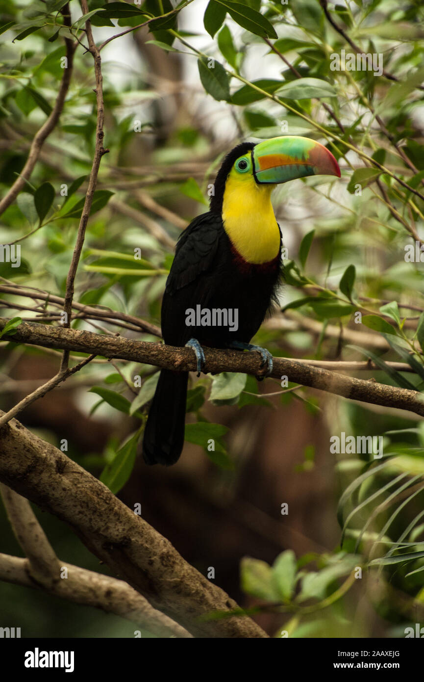 Toucan peak Banque de photographies et d’images à haute résolution - Alamy