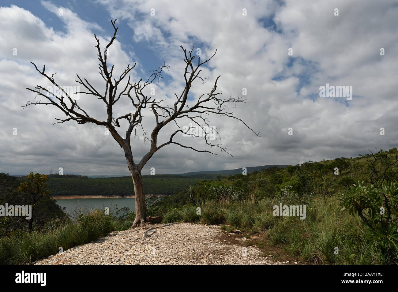 Arbre sec Banque de photographies et d’images à haute résolution - Alamy