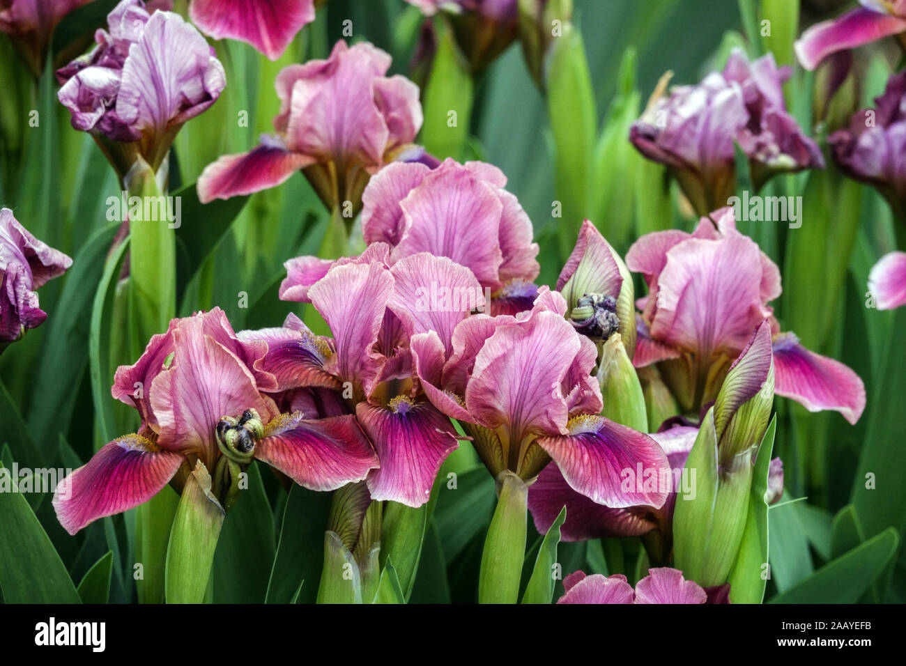 Iris nana Banque de photographies et d’images à haute résolution - Alamy