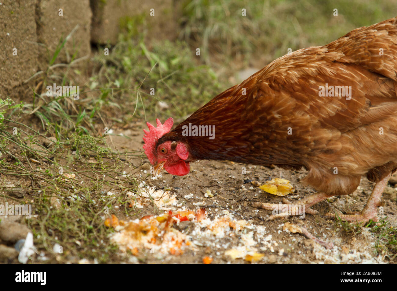 La poule mange des légumes Banque de photographies et d’images à haute ...