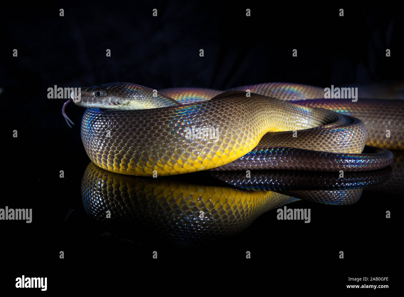 Liasis fuscus snake Banque de photographies et d’images à haute ...