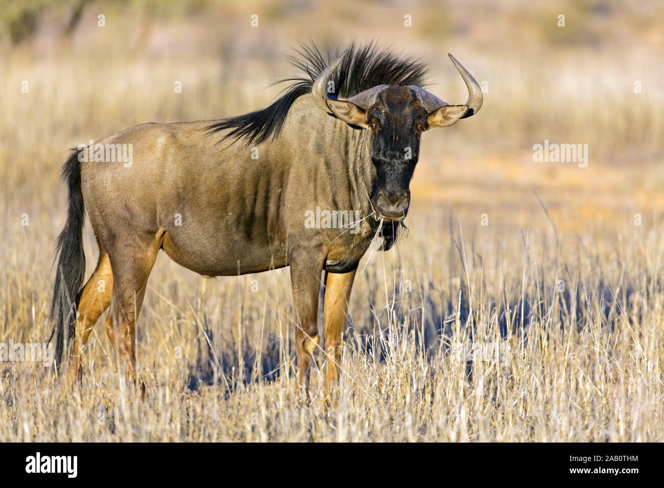 Gnou bleu nu Banque de photographies et d’images à haute résolution - Alamy