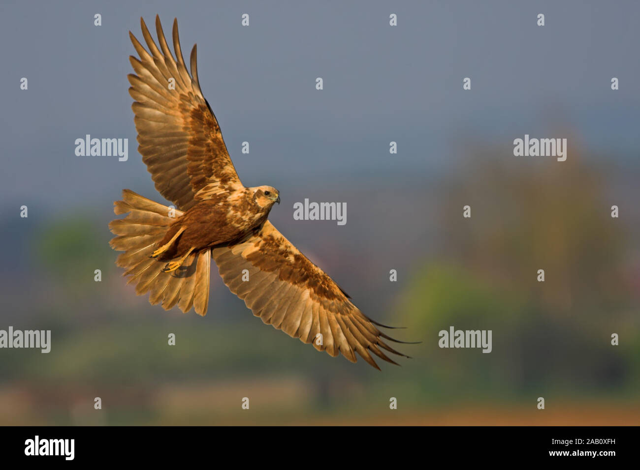 Busard des roseaux Banque de photographies et d’images à haute ...