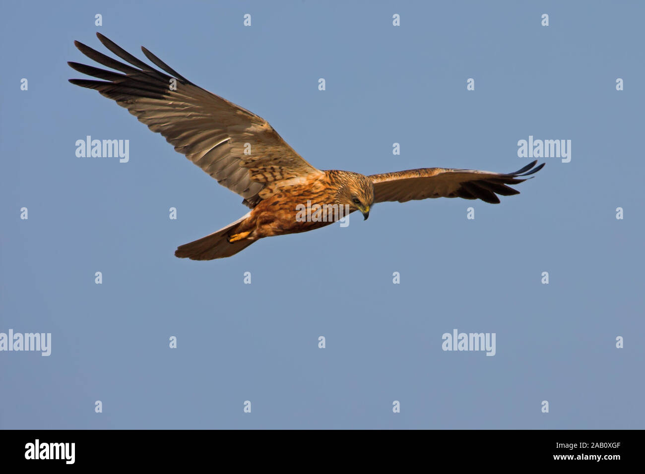 Busard des roseaux Banque de photographies et d’images à haute ...