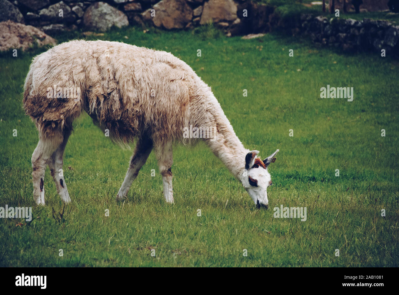 Lama Manger Banque d'image et photos - Alamy