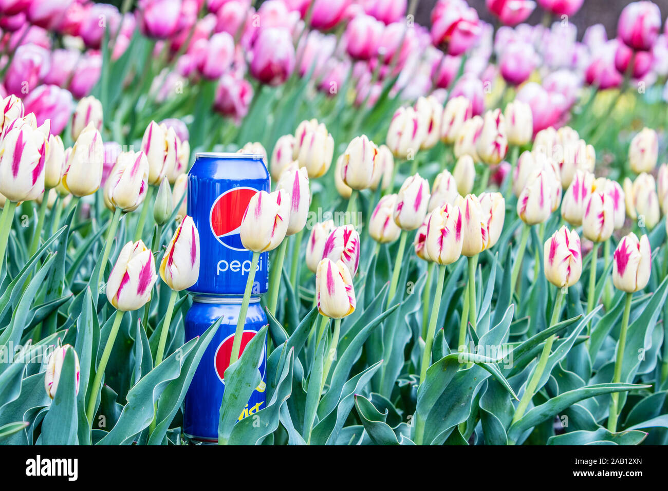 Pepsi Cola peut 330ml fleurs tulipes et arrière-plan. Pepsi est une ...