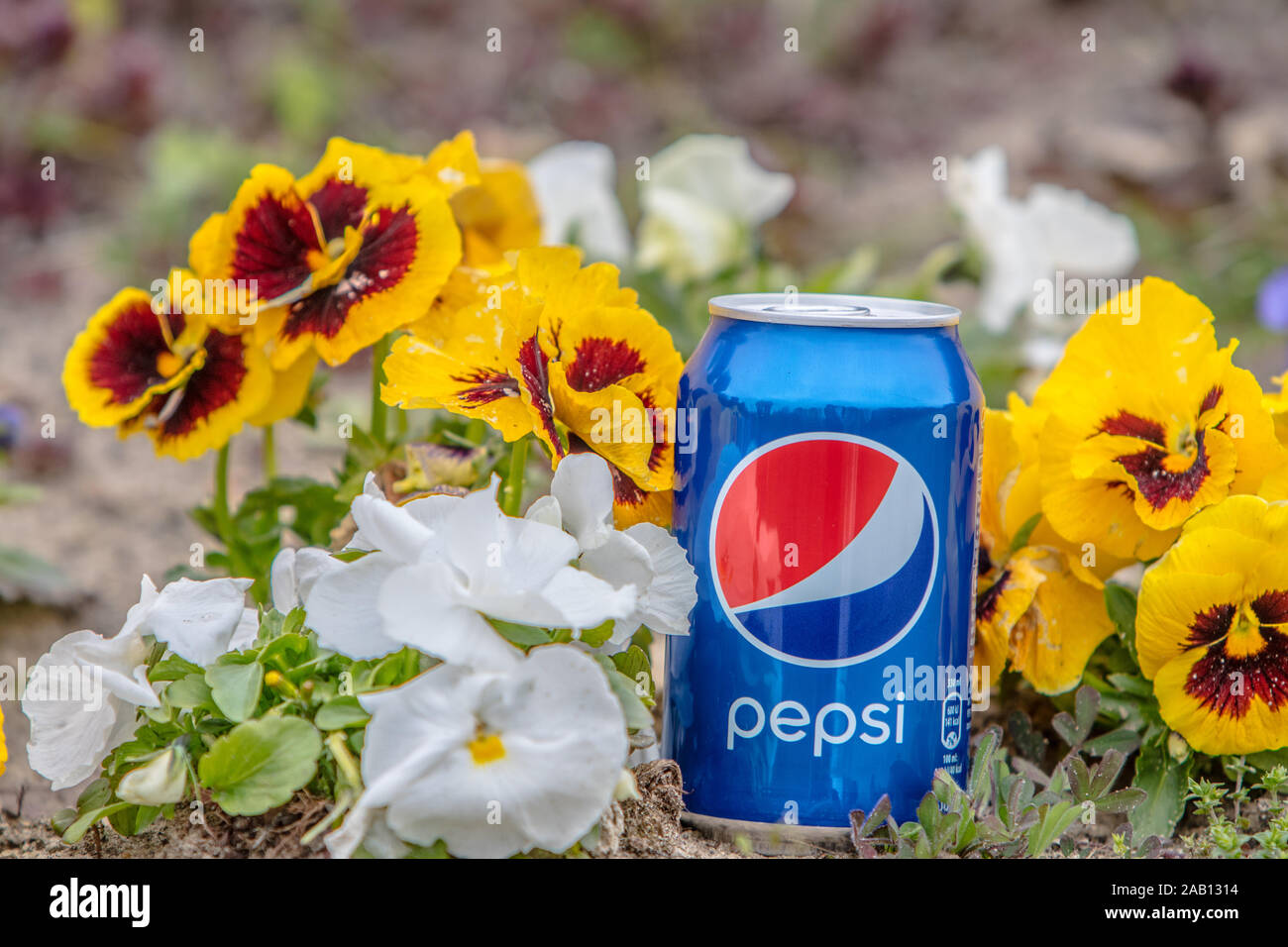 Pepsi Cola peut 330ml fleurs tulipes et arrière-plan. Pepsi est une ...
