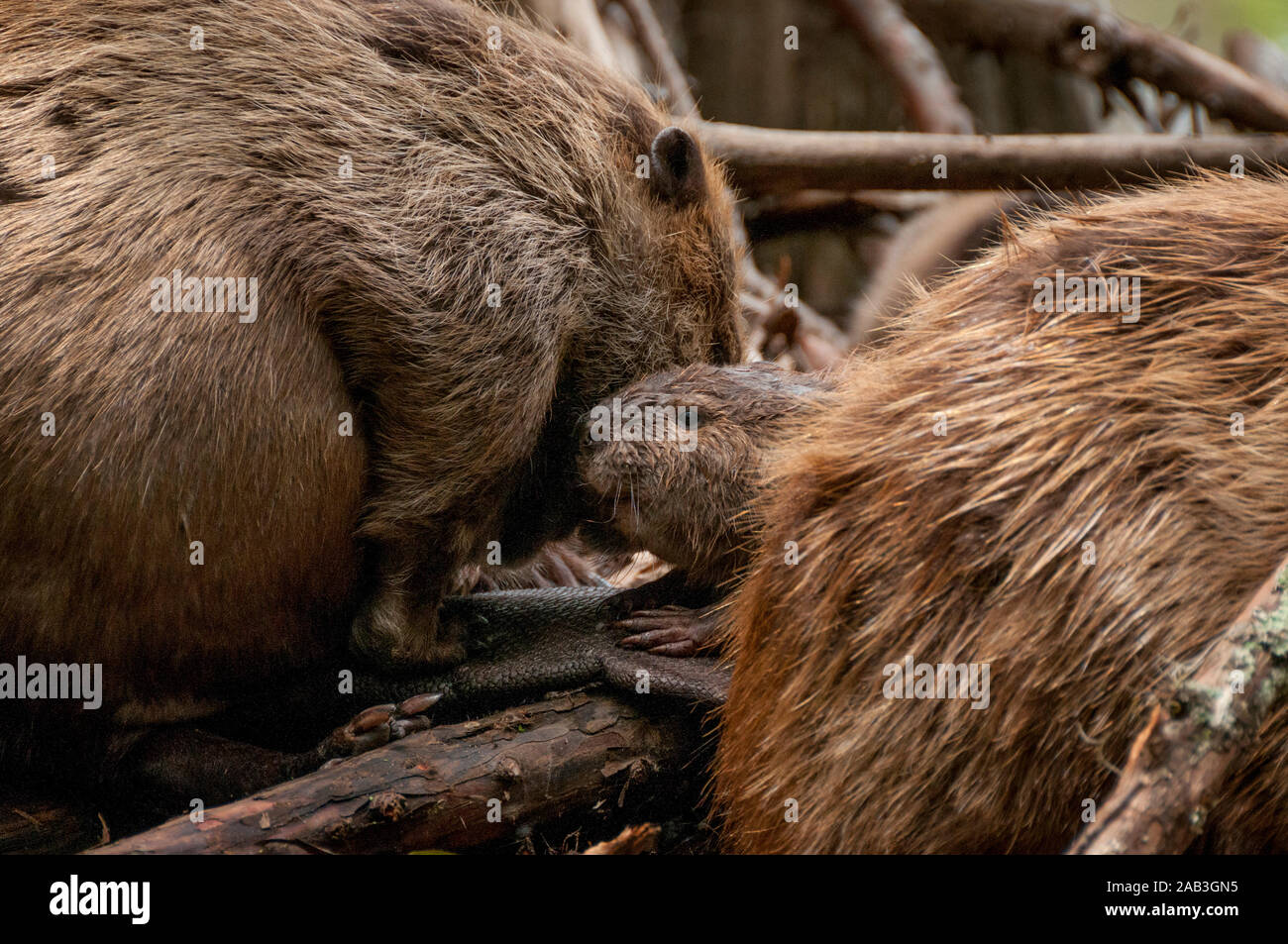 Parents de castor Banque de photographies et d’images à haute ...