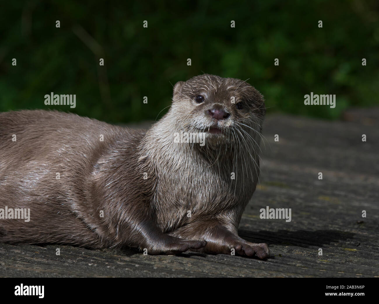 Loutre de mer zoo Banque de photographies et d’images à haute ...