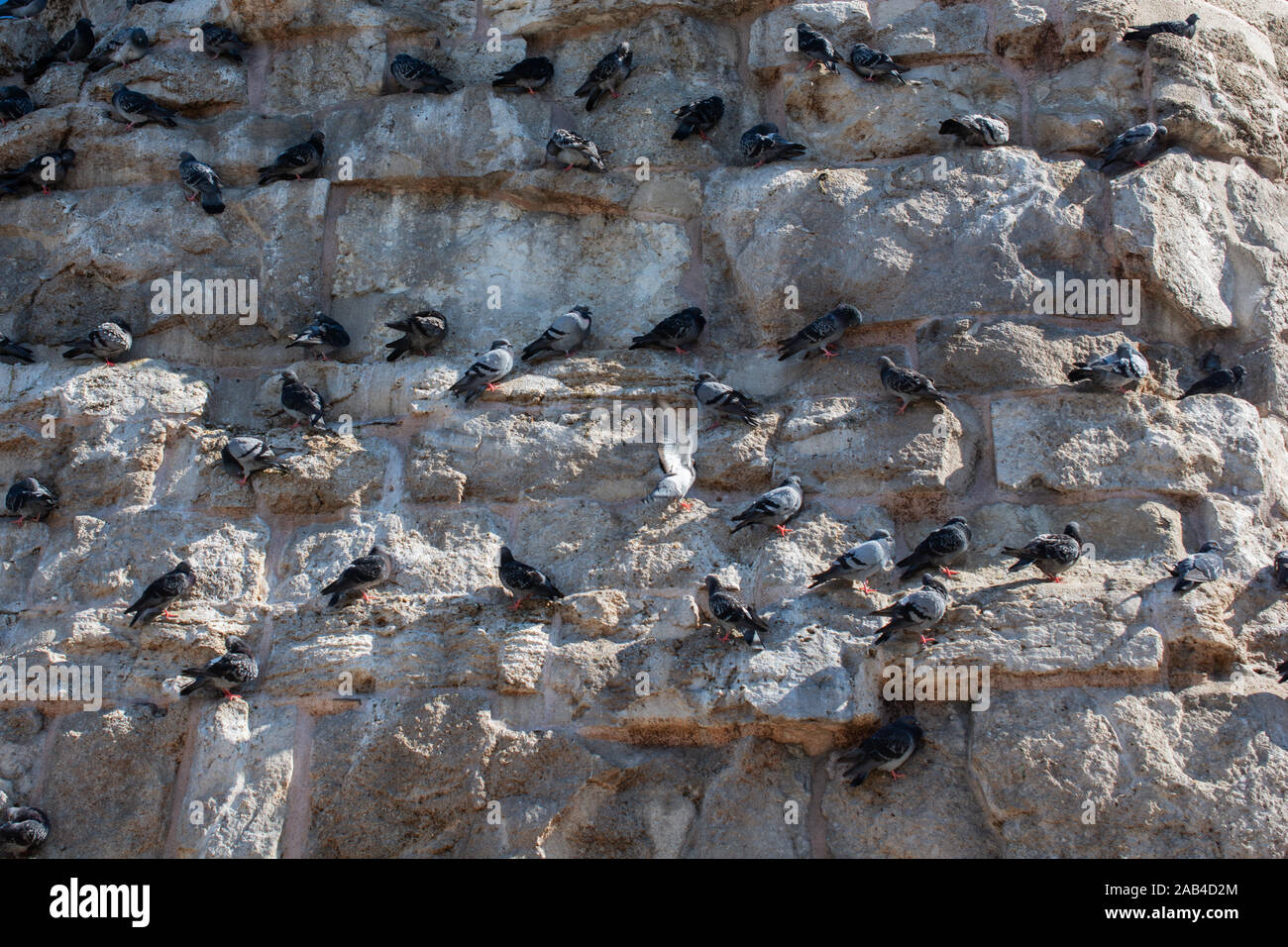 Pigeons assis sur des rochers Banque de photographies et d’images à ...