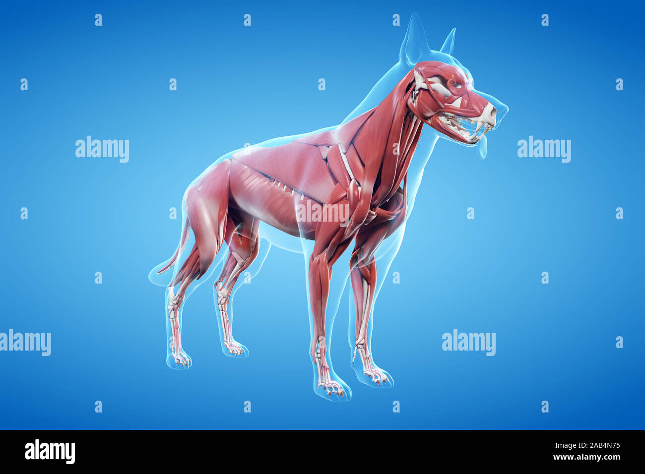 Anatomie chien tendon Banque de photographies et d’images à haute ...