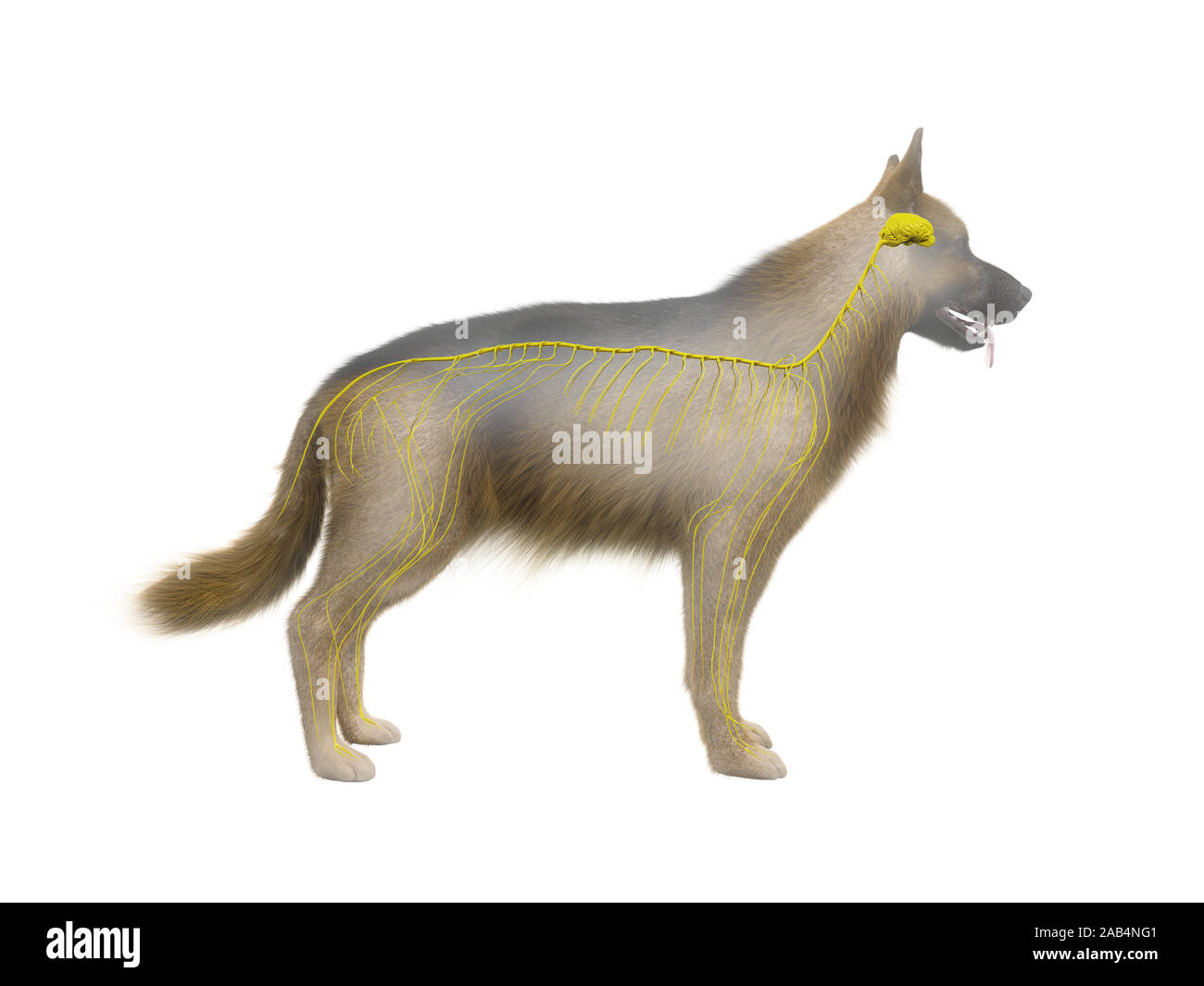 Anatomia del cerebro del perro Banque de photographies et d’images à ...