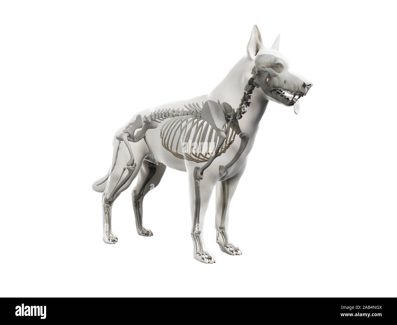 Squelette chien anatomie Banque d'images détourées - Alamy