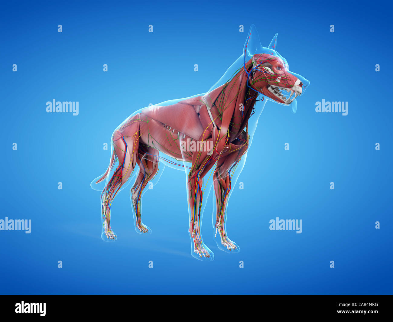 Anatomie en rendu 3d illustration de l'anatomie canine Photo Stock - Alamy