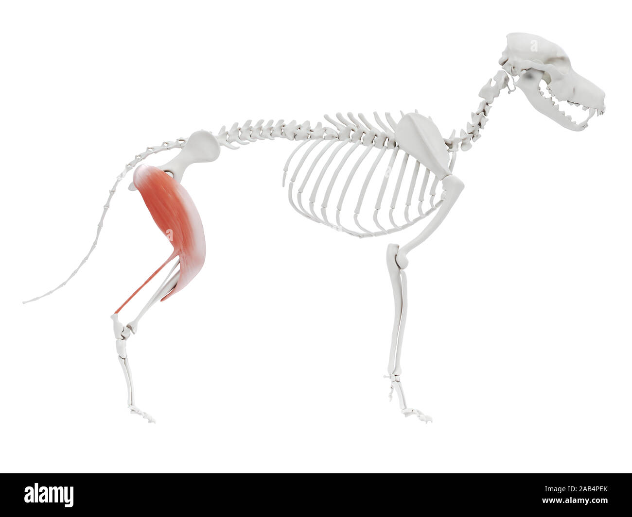 Biceps femoris muscle dog Banque de photographies et d’images à haute ...