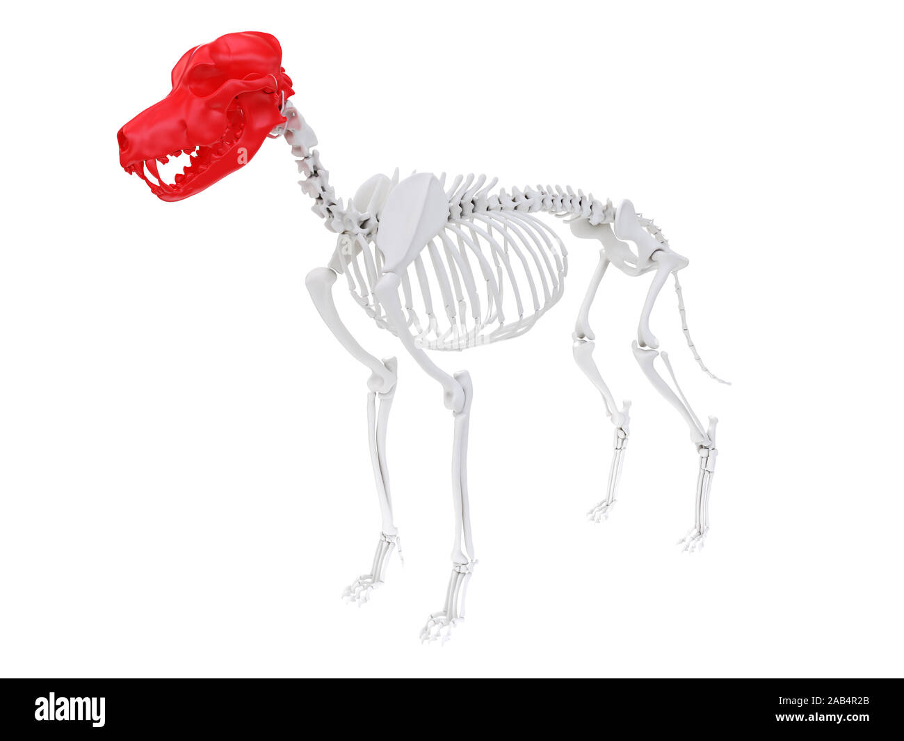 Anatomie en rendu 3d illustration de l'anatomie du squelette de chien ...