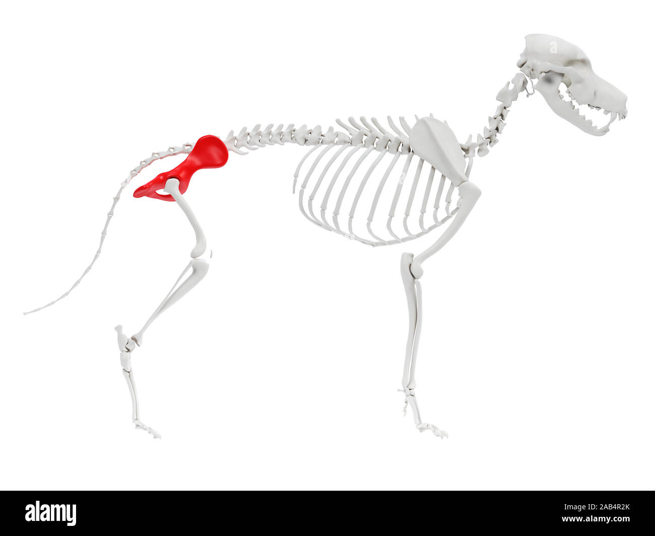 Anatomie en rendu 3d illustration de l'anatomie du squelette de chien ...