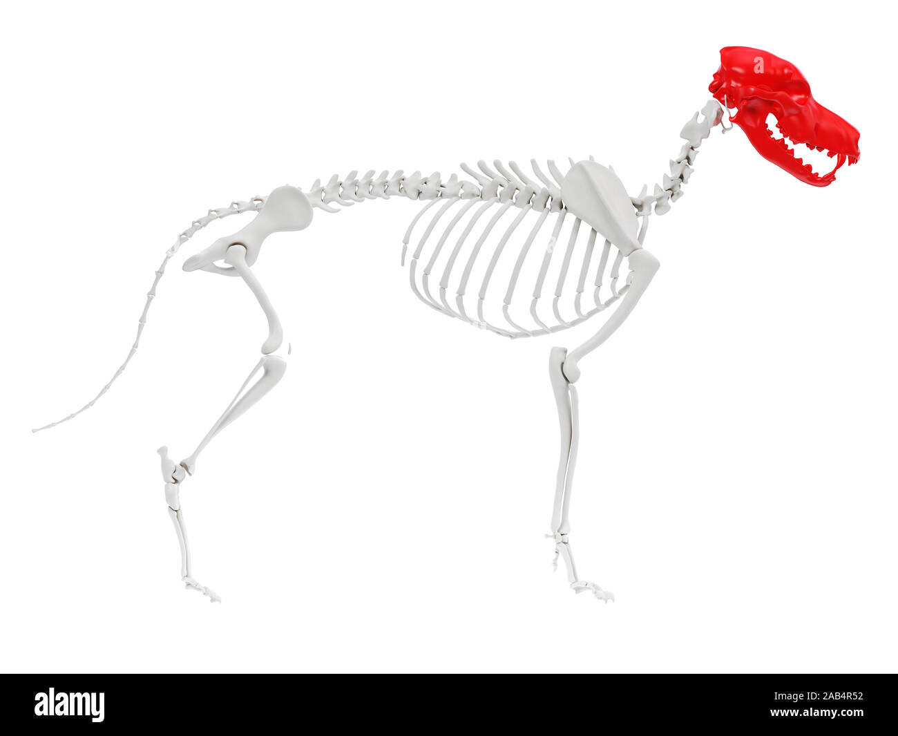 Anatomie en rendu 3d illustration de l'anatomie du squelette de chien ...