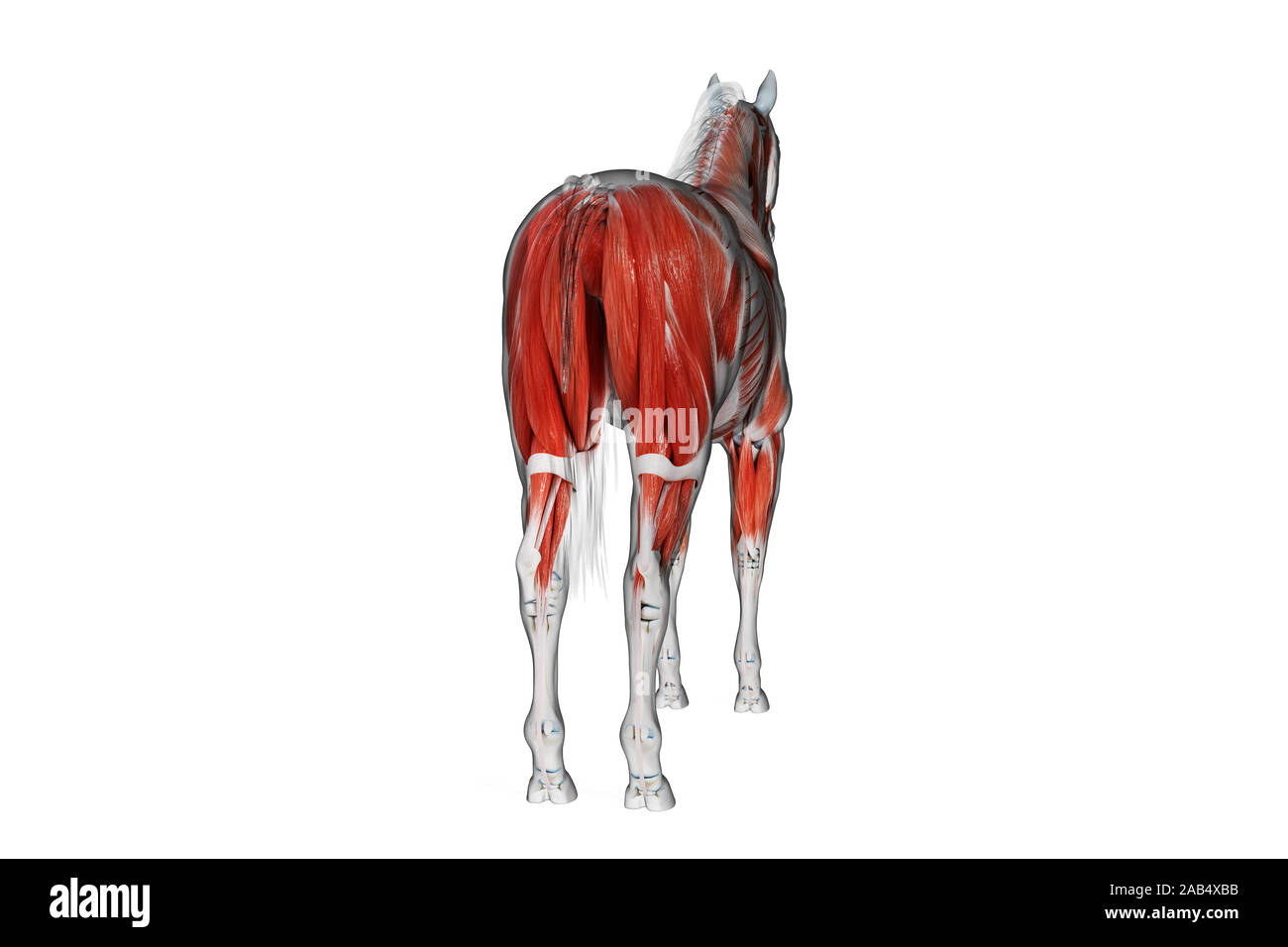 Anatomie muscle cheval Banque de photographies et d’images à haute ...