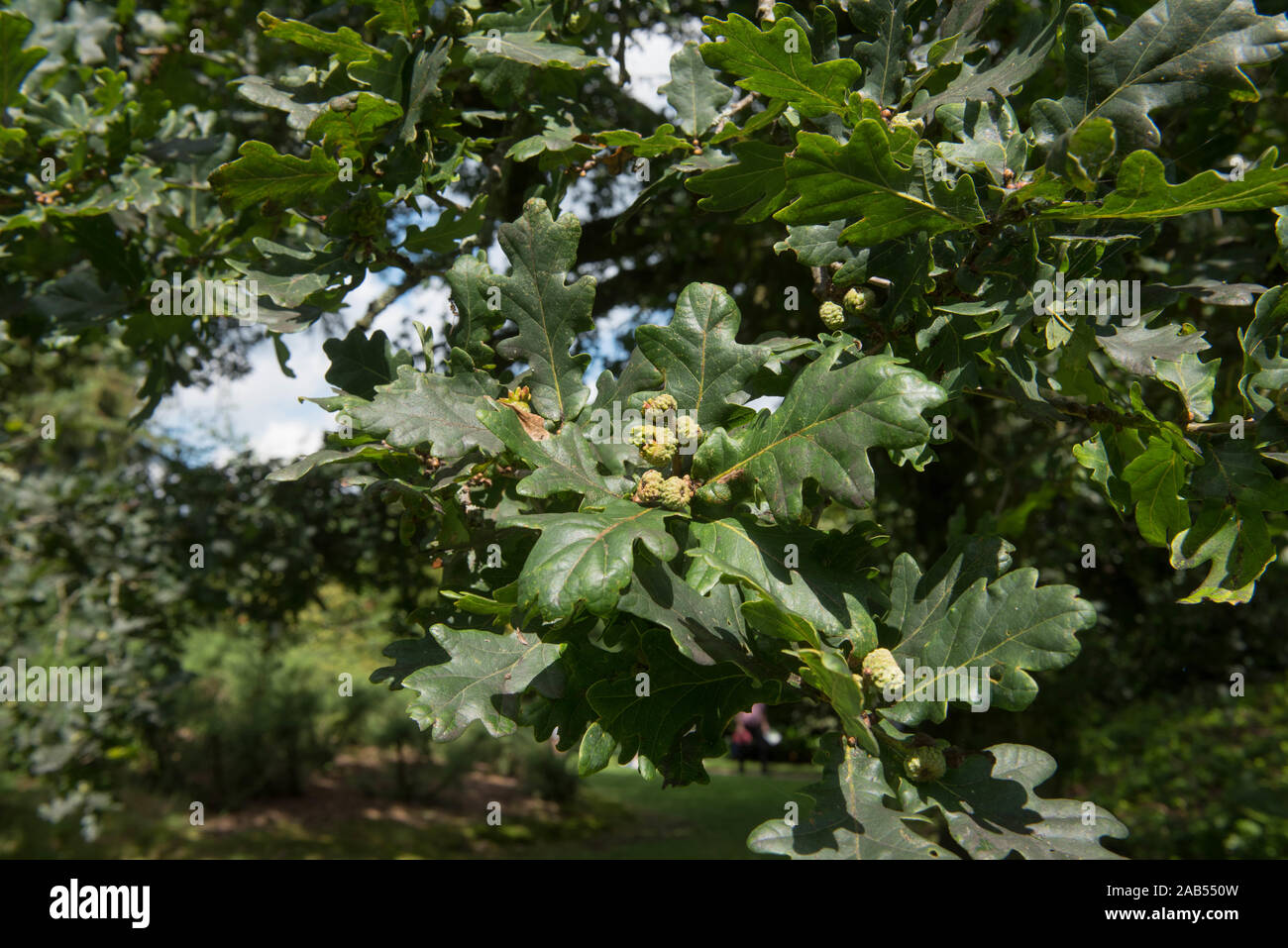 Le chêne rouvre, chêne ou Cornish chêne sessile (Quercus petraea) d ...