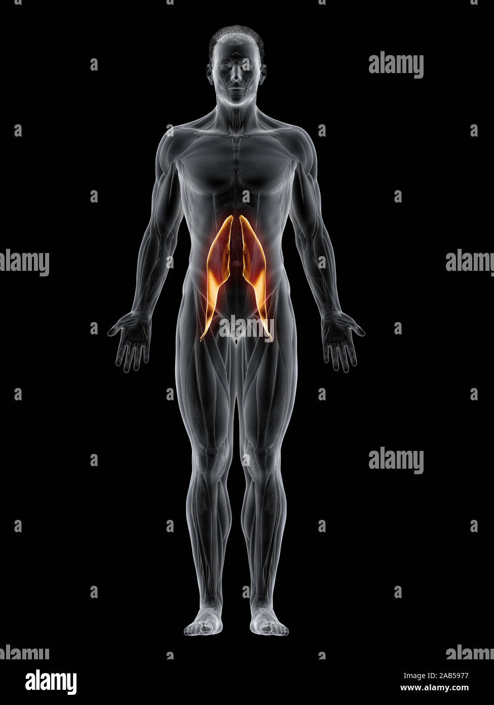 Ou se trouve le muscle du psoas Banque de photographies et d’images à ...