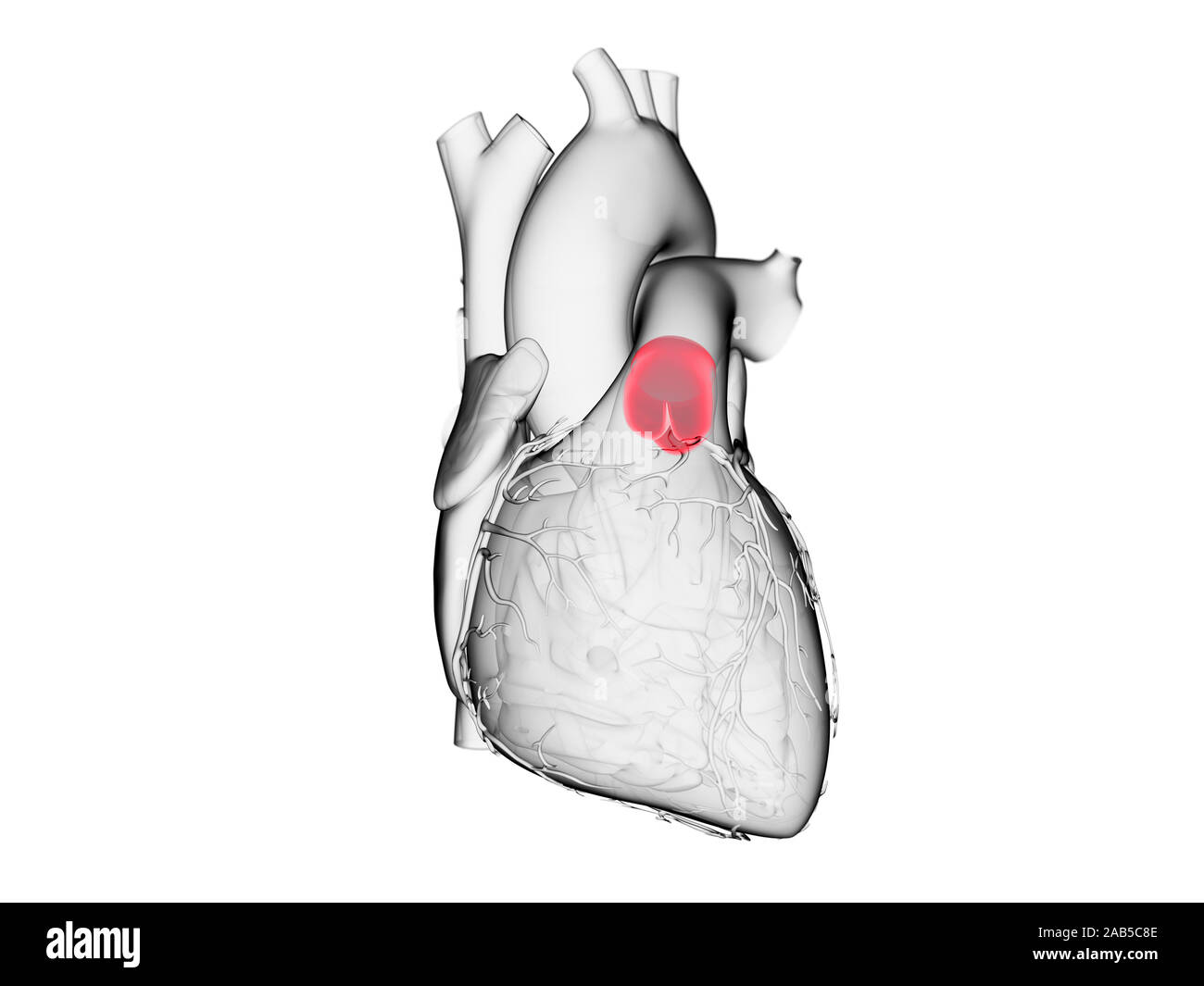 Valve pulmonaire Banque de photographies et d’images à haute résolution ...