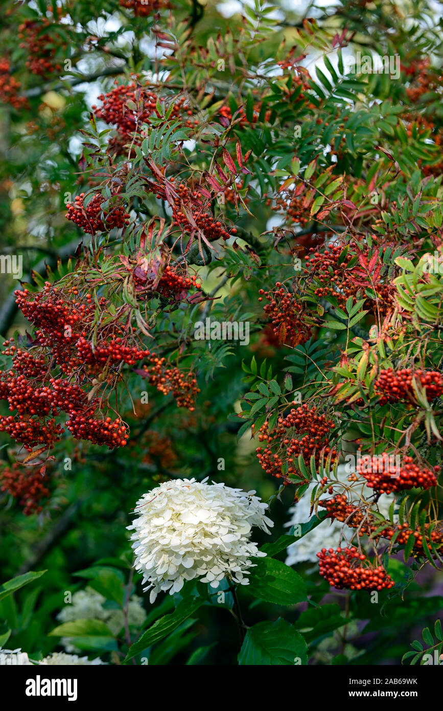 Japanese mountain hydrangea Banque de photographies et d’images à haute ...