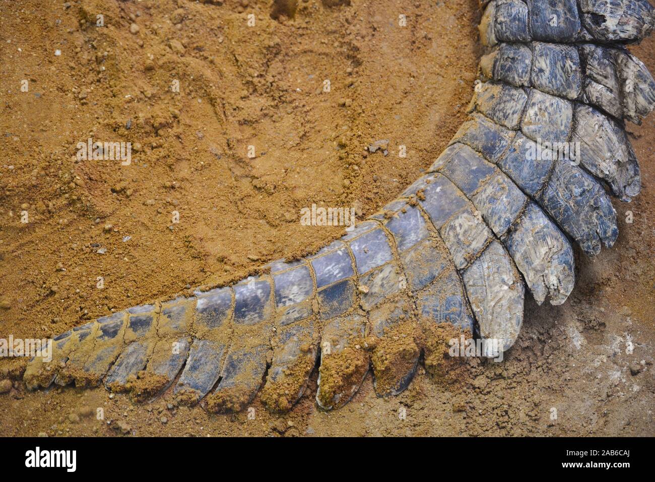 Queue de reptile Banque de photographies et d’images à haute résolution ...